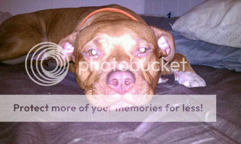 Post a Picture of your APBT | Jeep Enthusiast Forums