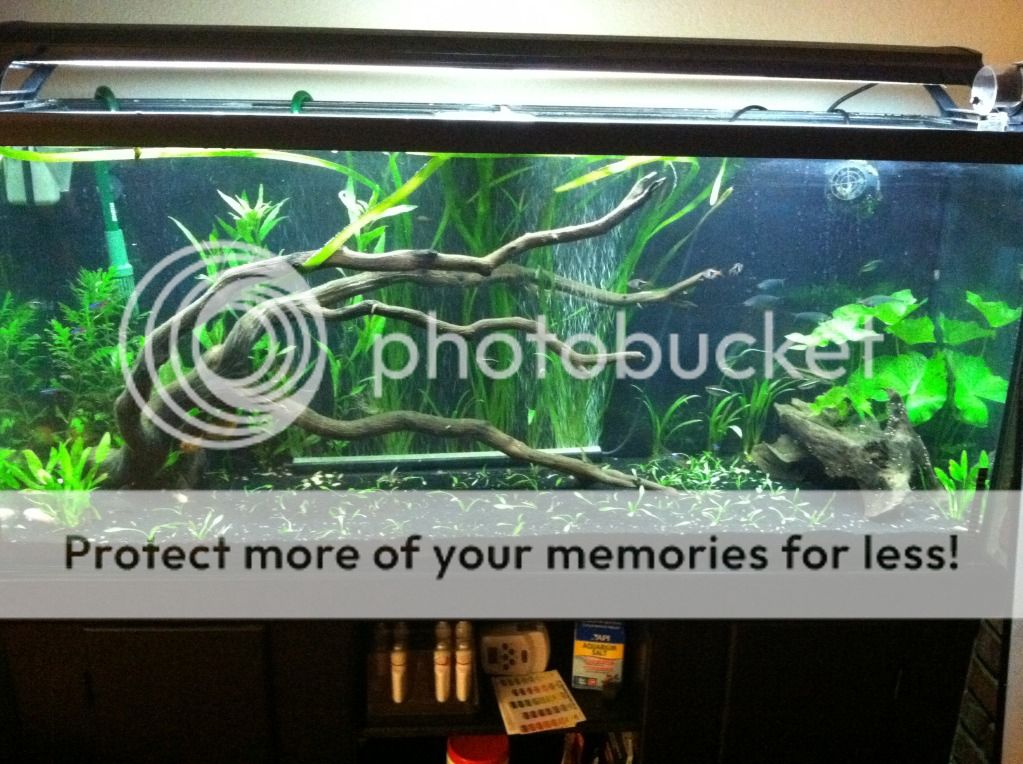 75 Gallon Discus Tank Remodel | The Planted Tank Forum